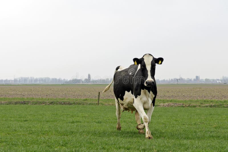Running and jumping cow stock image. Image of animal - 24447863