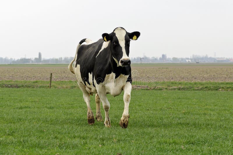 Running and jumping cow stock photo. Image of stable - 24447950