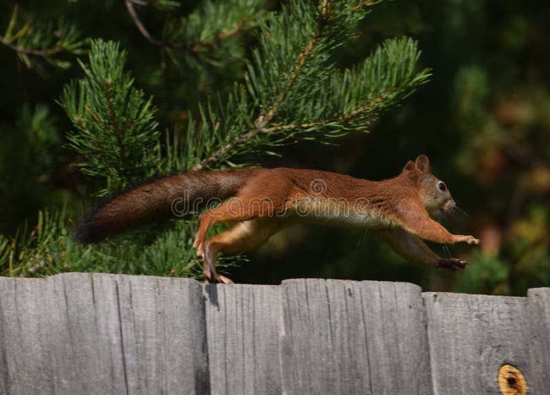 Running, Jumping Squirrel on the Fence Stock Photo - Image of forest ...