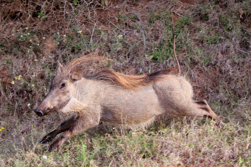 286 Running Warthog Stock Photos - Free & Royalty-Free Stock Photos ...