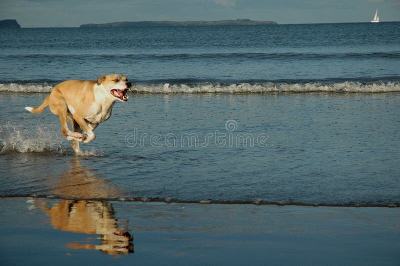 Running K9 stock image. Image of registration, bulldog - 133567