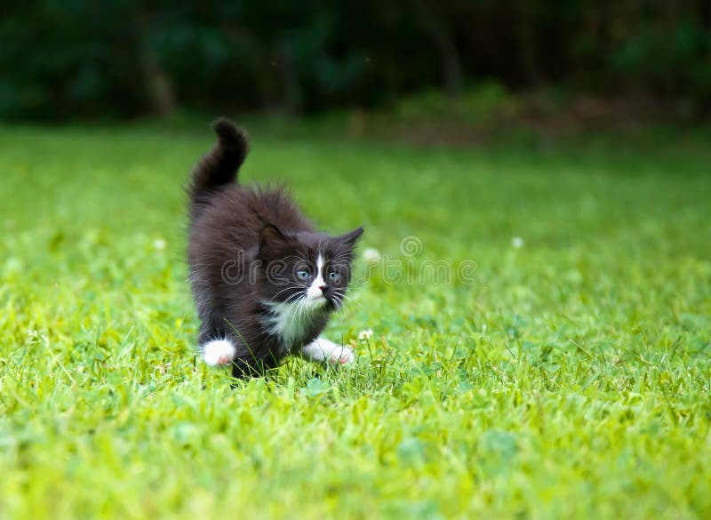 Running Kitty stock photo. Image of outdoor, grass, mammals - 67150548