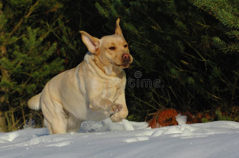 Running Lab Picture. Image: 1334427