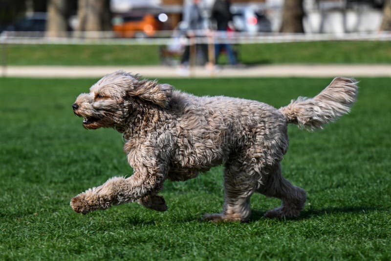 Running Labradoodle in the Park Stock Photo - Image of fluffy, mammal ...
