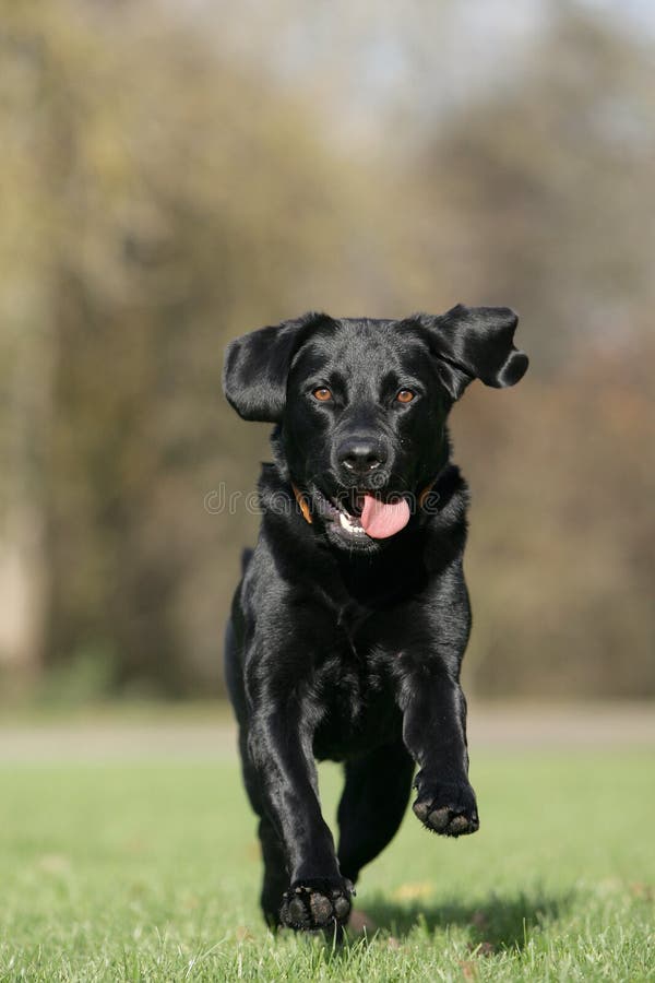 Running Labrador Retriever Dog Stock Photo - Image of action, close ...