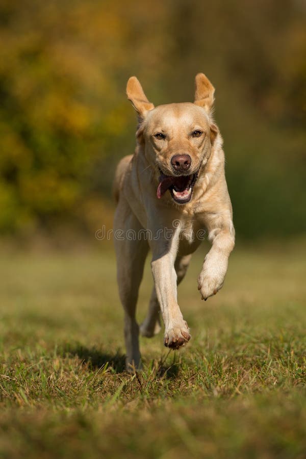 Running Labrador Puppy in a Spring Meadow Stock Image - Image of ...