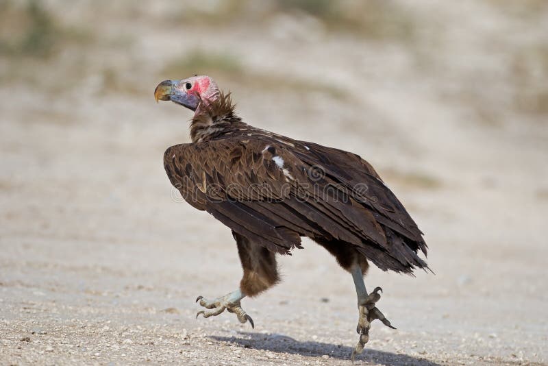A Running Lappet-faced Vulture Stock Photo - Image of raptor, nature ...