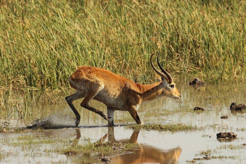 Running Red Lechwe Antelope Stock Photo - Image of wild, mammal: 30821434