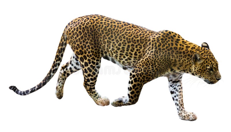 1,484 Leopard Running Stock Photos - Free & Royalty-Free Stock Photos ...