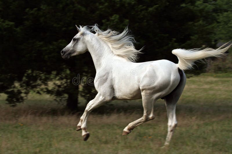 Running full speed stock image. Image of speed, stable - 4403853