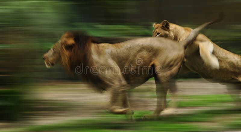 Running lion stock image. Image of africa, outdoors, male - 19307507