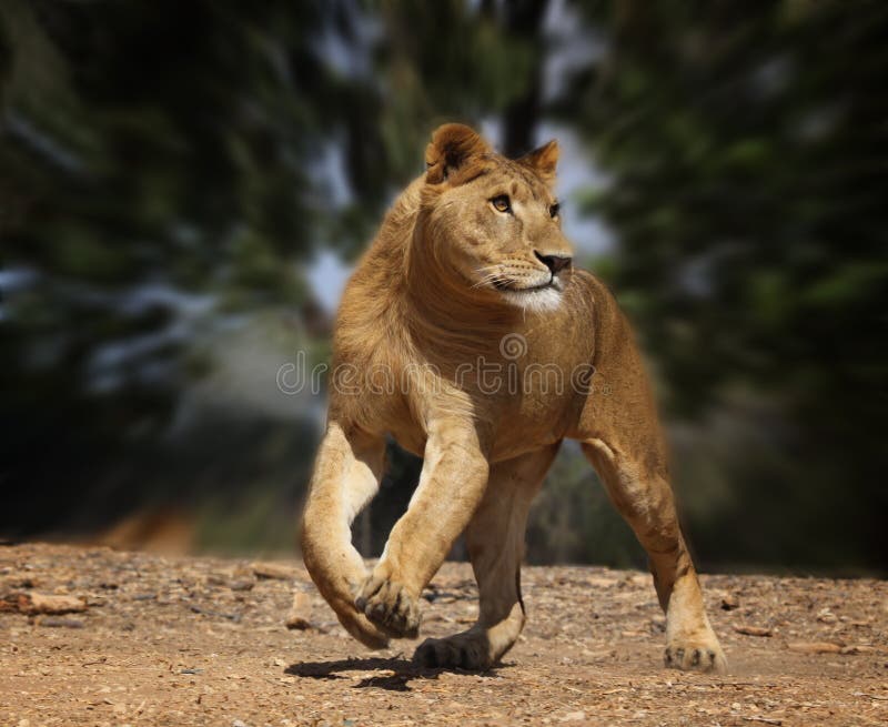 Running lion stock image. Image of wildlife, nature, running - 19552291