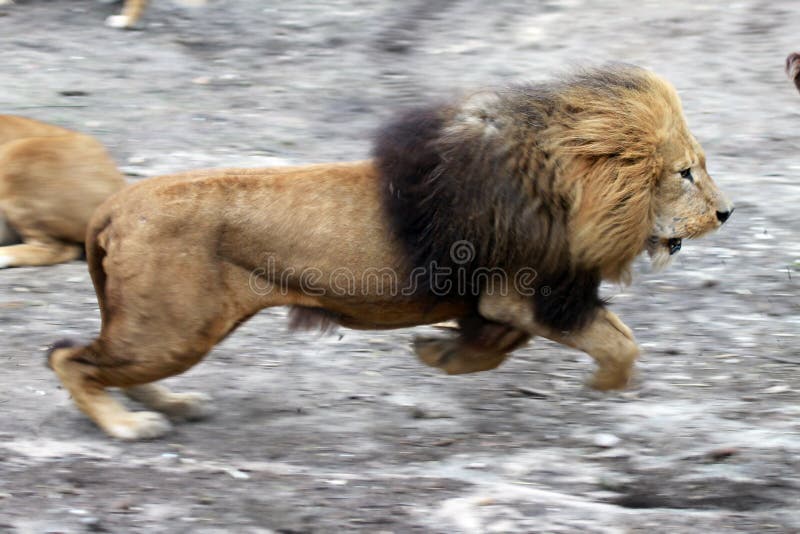 Lion Running Fast Wallpaper