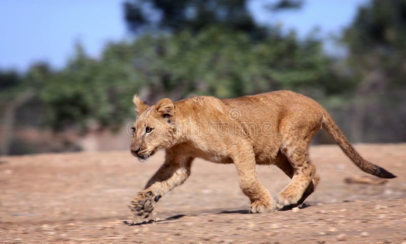Running lion cub stock image. Image of king, predator - 19590797