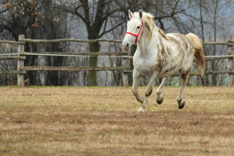 Lipizzaner Horses on the Farm Stock Photo - Image of running, tradition ...