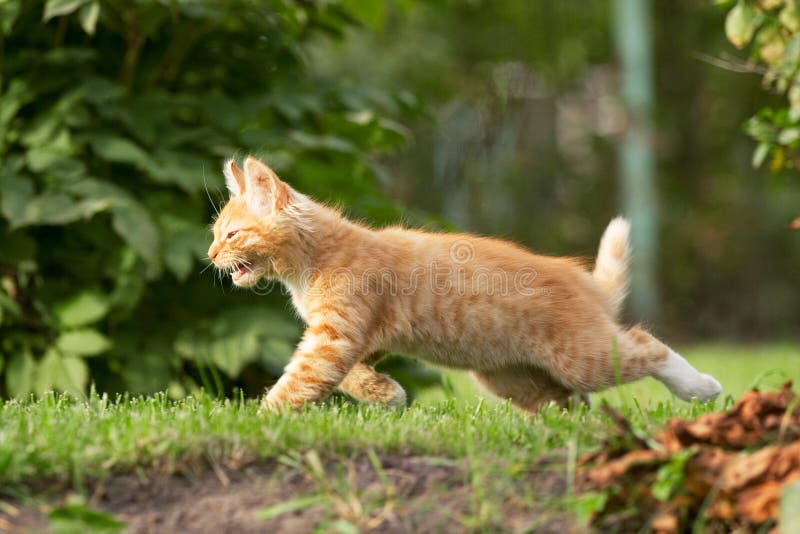 Screaming kitten stock photo. Image of gentle, scream - 15789422