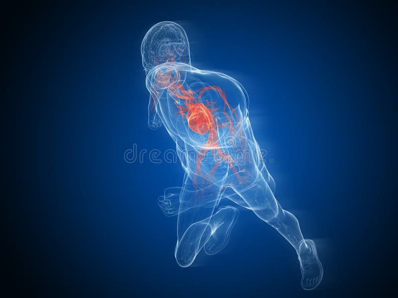 Running man anatomy stock illustration. Illustration of radiation - 2807855