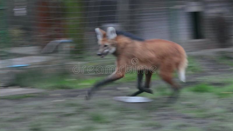 Maned Wolf Lying Down and Relaxing in Captivity, Wildlife Conservation ...