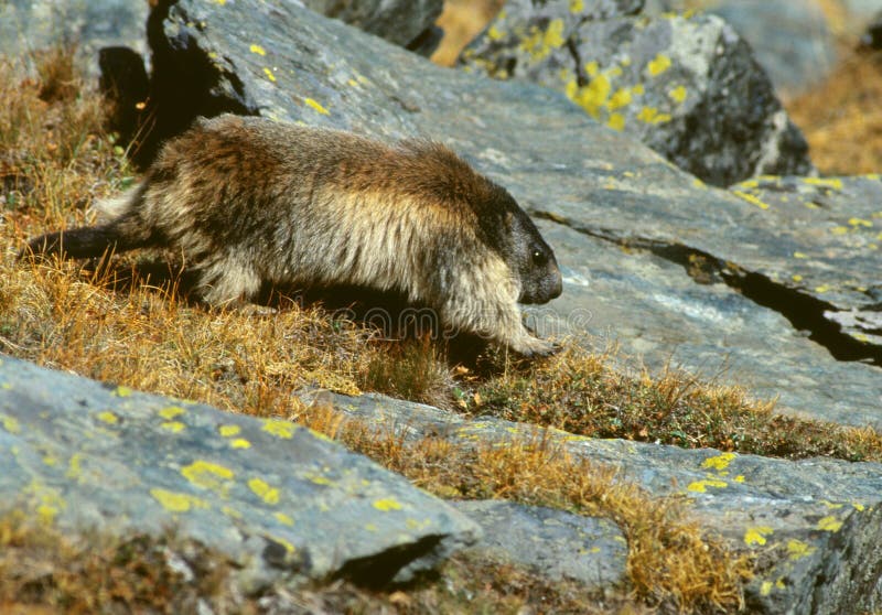 Running marmot stock photo. Image of marmota, whistle - 34325500