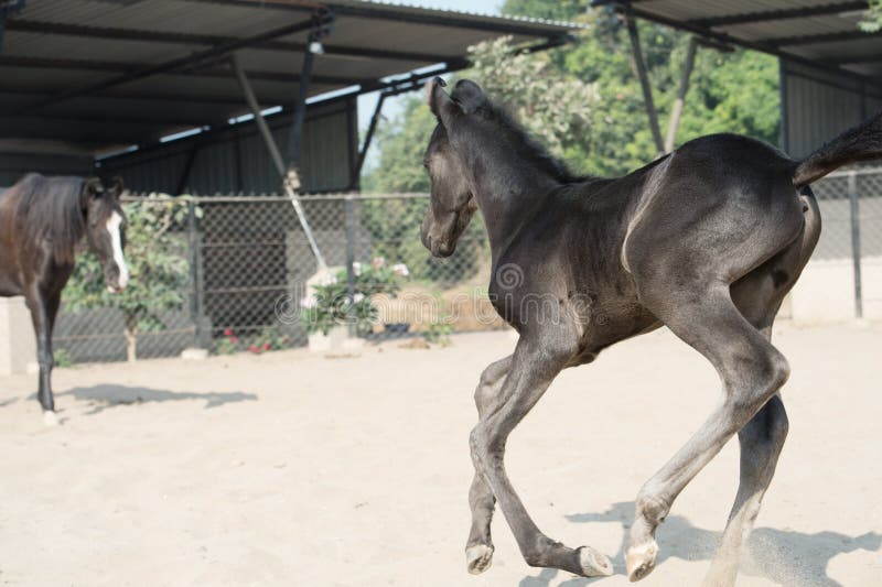 Running Marwari Black Colt in Paddock. India Stock Photo - Image of ...