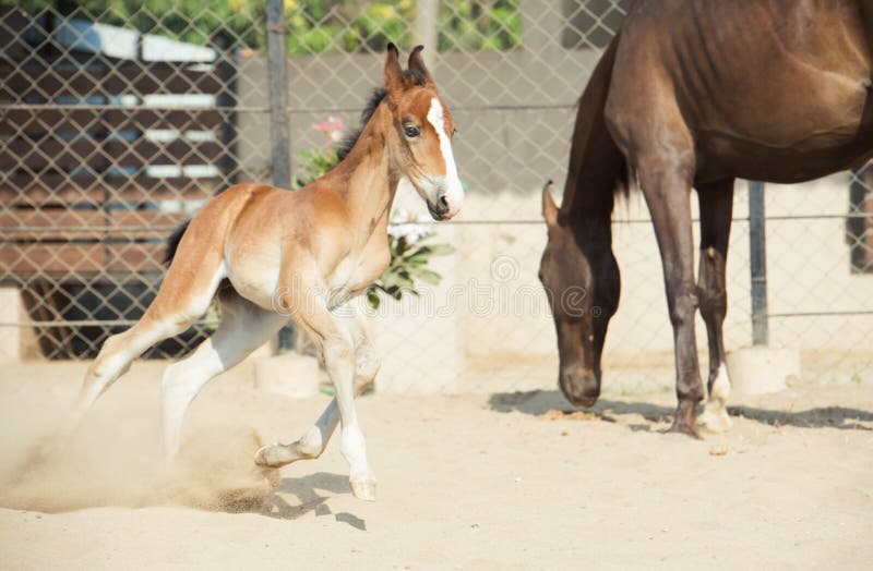 Running colt stock image. Image of playing, brown, colt - 8798641