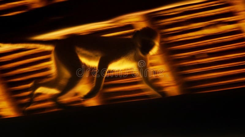 Monkey, Motion Blur, Natural, Nature, Wallpaper. Stock Image - Image of ...