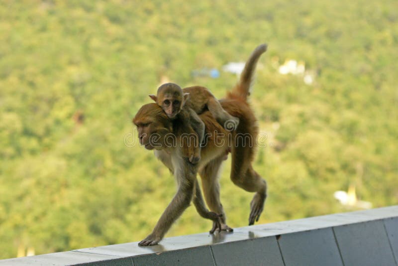 Monkeys Running Around In The Jungle, Eating. Small And Big Plays And ...