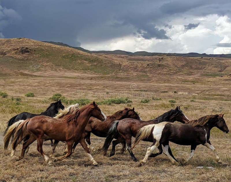 Mustangs Running Free on the McCullough Peaks Wild Horse Range Stock ...
