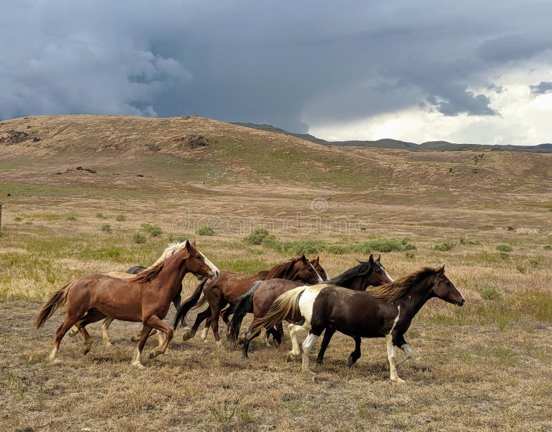 Running Mustangs in Desert with Storm Clouds in Distance Stock Photo ...