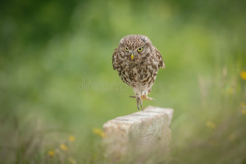 Running owl stock image. Image of funny, adorable, aged - 73649297