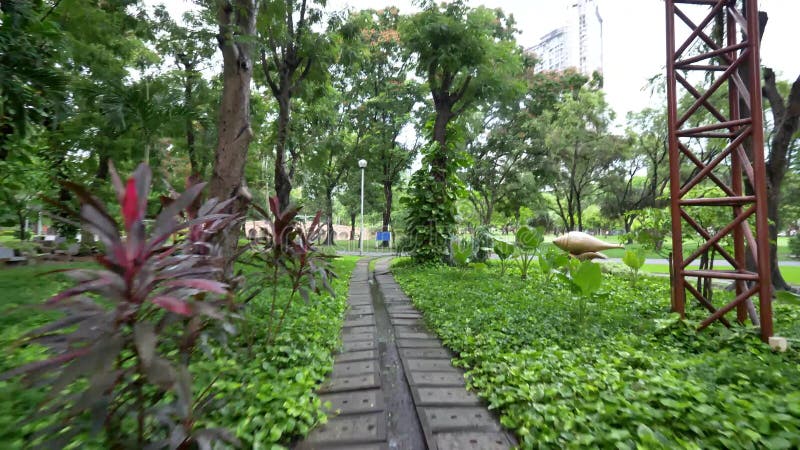 First Person View from the Boat Floating on the River through Mangroves ...
