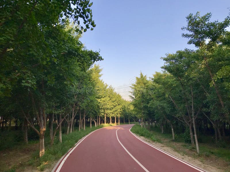 Blue Sky Green Trees and Sunny Sunshine Running Path Stock Image ...