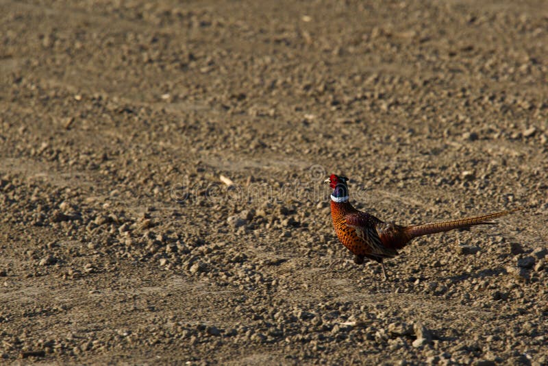 Running pheasant stock image. Image of scared, cover - 81291419