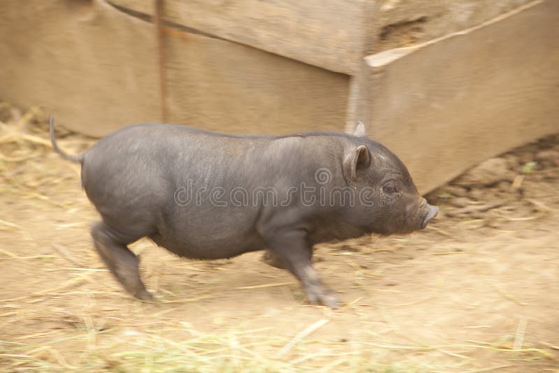 Running pig stock image. Image of coward, mumps, pyatochek - 15157201