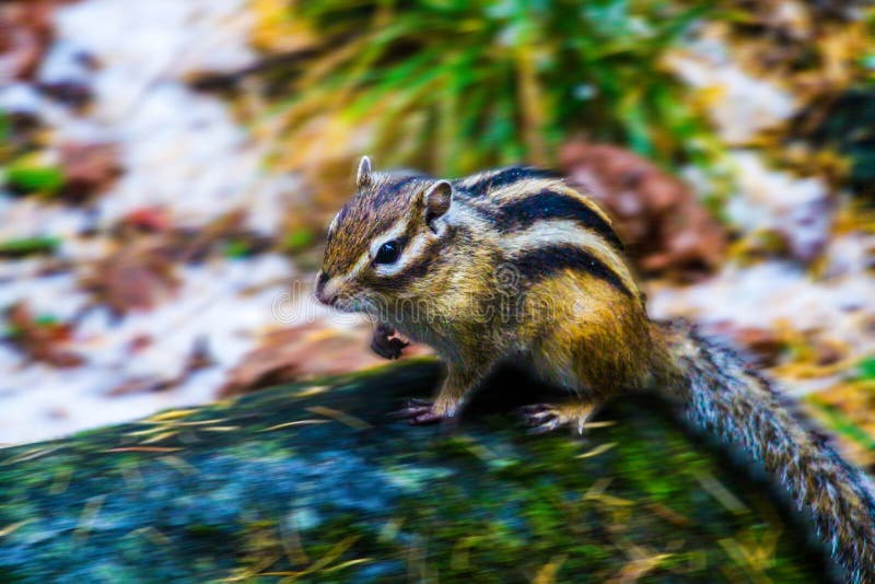 Running Pine Trees in the Forest Stock Photo - Image of wild, cute ...