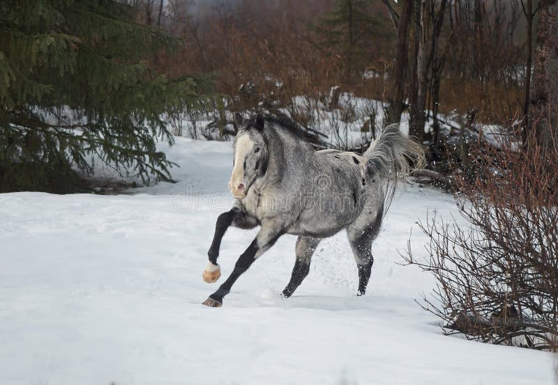 Running Pinto Horse in the Snow Stock Image - Image of snow, paint ...