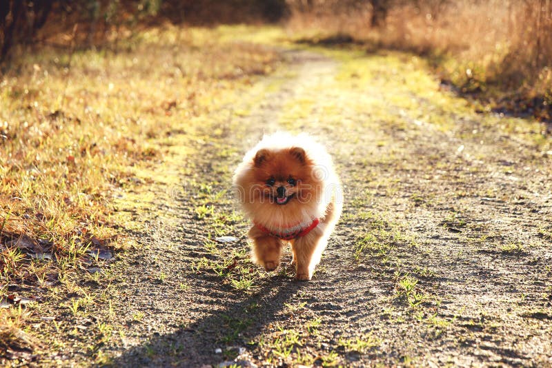 Running Pomeranian Dog. Cute Dog Stock Photo - Image of flowers, lovely ...