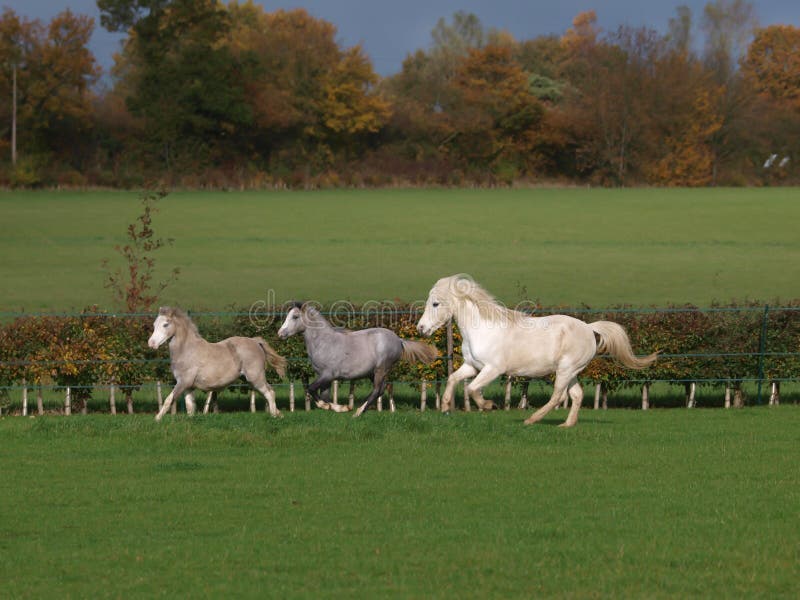 Running Ponies stock photo. Image of beauty, pony, equestrian - 173940438