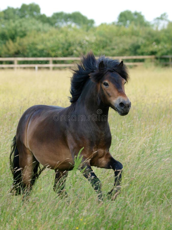 Running Pony stock photo. Image of pony, running, rare - 111719030