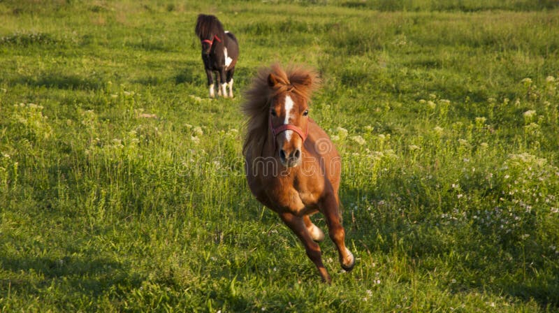 Running pony stock image. Image of galloping, cloudy - 40211337