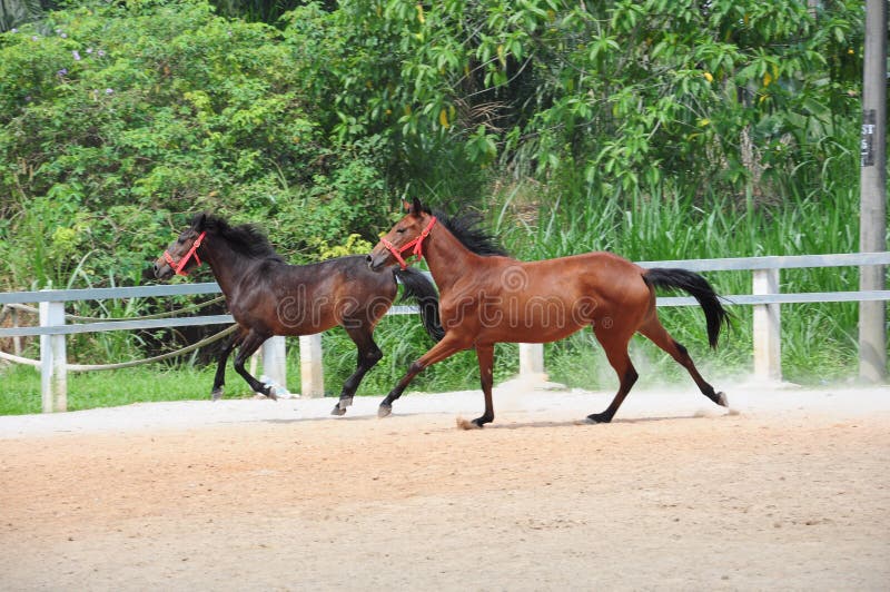 Running Pony stock image. Image of tack, riding, arena - 32906349
