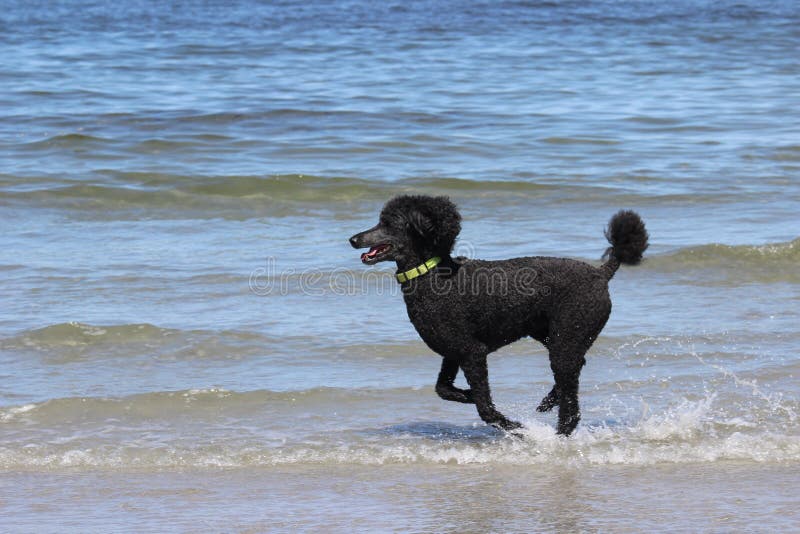 Running Poodle stock photo. Image of ocean, canine, chasing - 91013904
