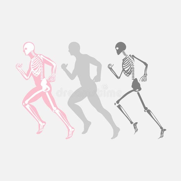 Running Pose Human Bones Vector Image Stock Illustration - Illustration ...