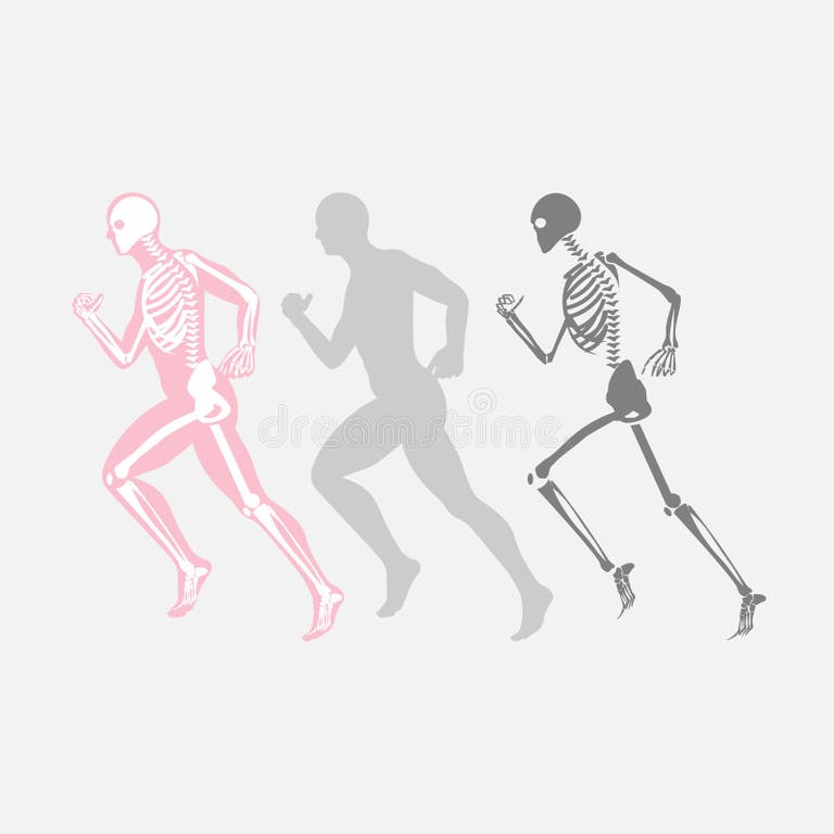 Running Pose Human Bones Vector Image Stock Illustration - Illustration ...