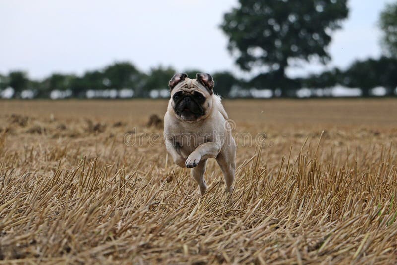 Running Pug on a Stubble Field Stock Photo - Image of running, runs ...