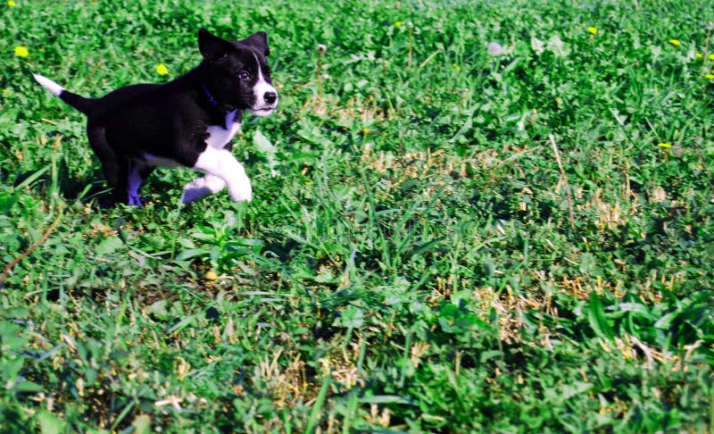Running pup stock photo. Image of white, animal, markings - 3620548