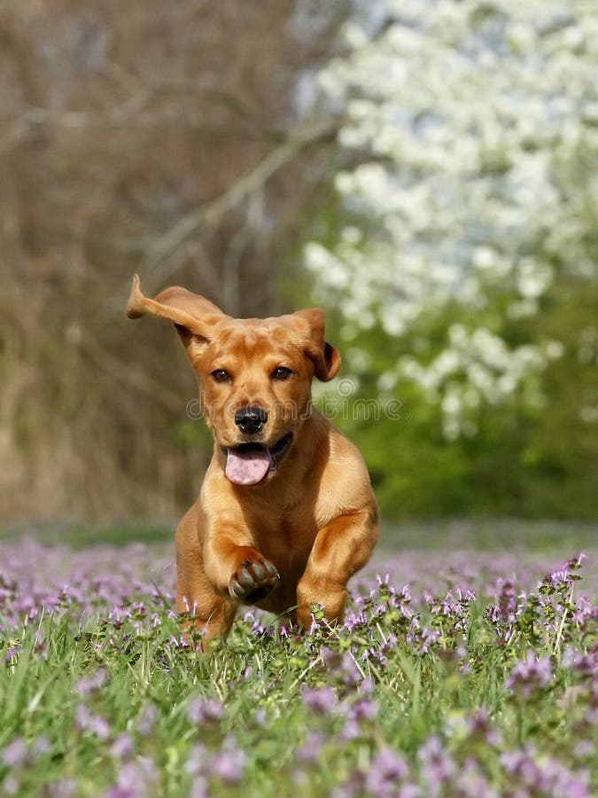 Running puppy stock image. Image of hound, green, retriever - 20616629