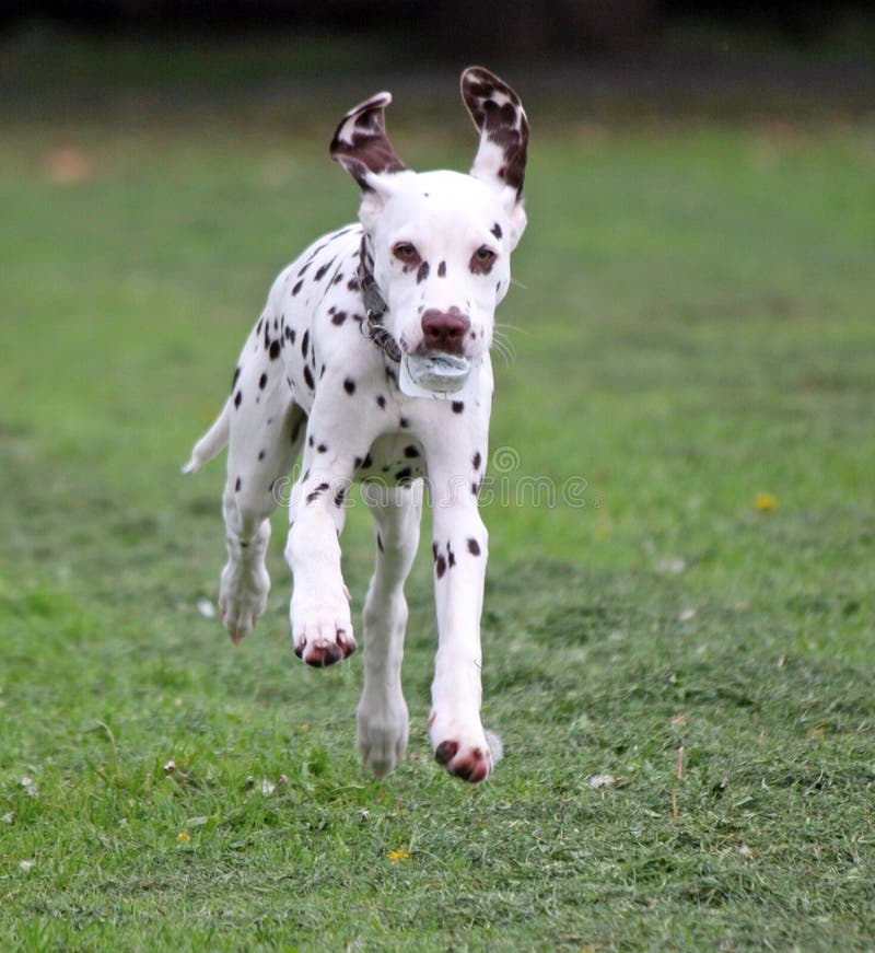 Running puppy dog stock image. Image of green, close, happiness - 8441929