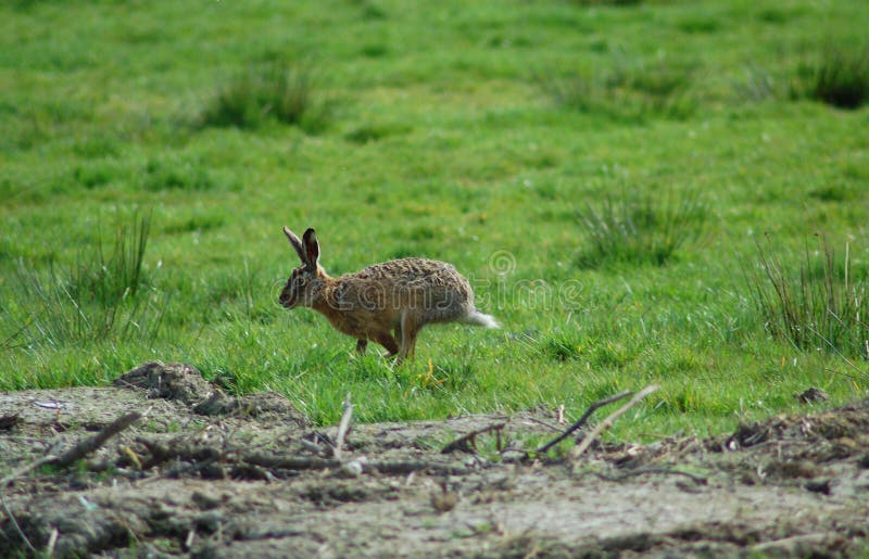 Running rabbit stock photo. Image of hare, fast, bunny - 10186938