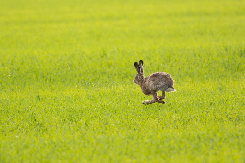 964 Running Hare Photos - Free & Royalty-Free Stock Photos from Dreamstime